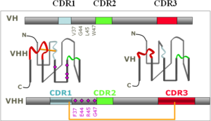 VHH single domaine antibody GPCR receptor protein phage display nano