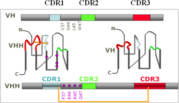 VHH single domaine antibody GPCR receptor protein phage display nano